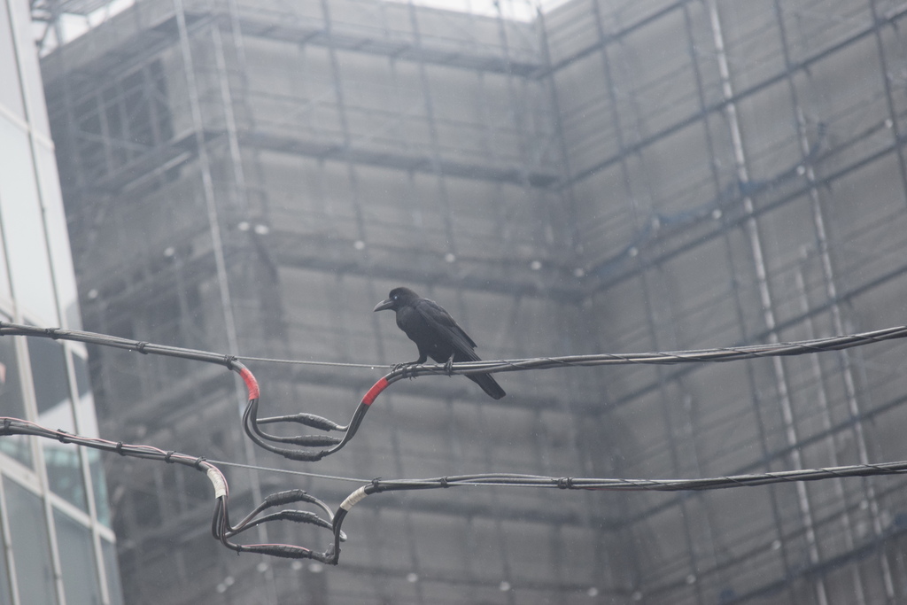 Japanese Crow from Marunouchi, Chiyoda City, Tokyo 100-0005, Japan on ...