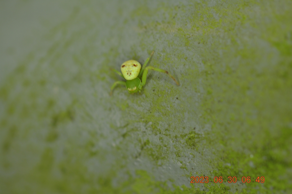 Triangle Crab Spider from 香港大欖 on June 30, 2023 at 06:54 AM by Carlos ...