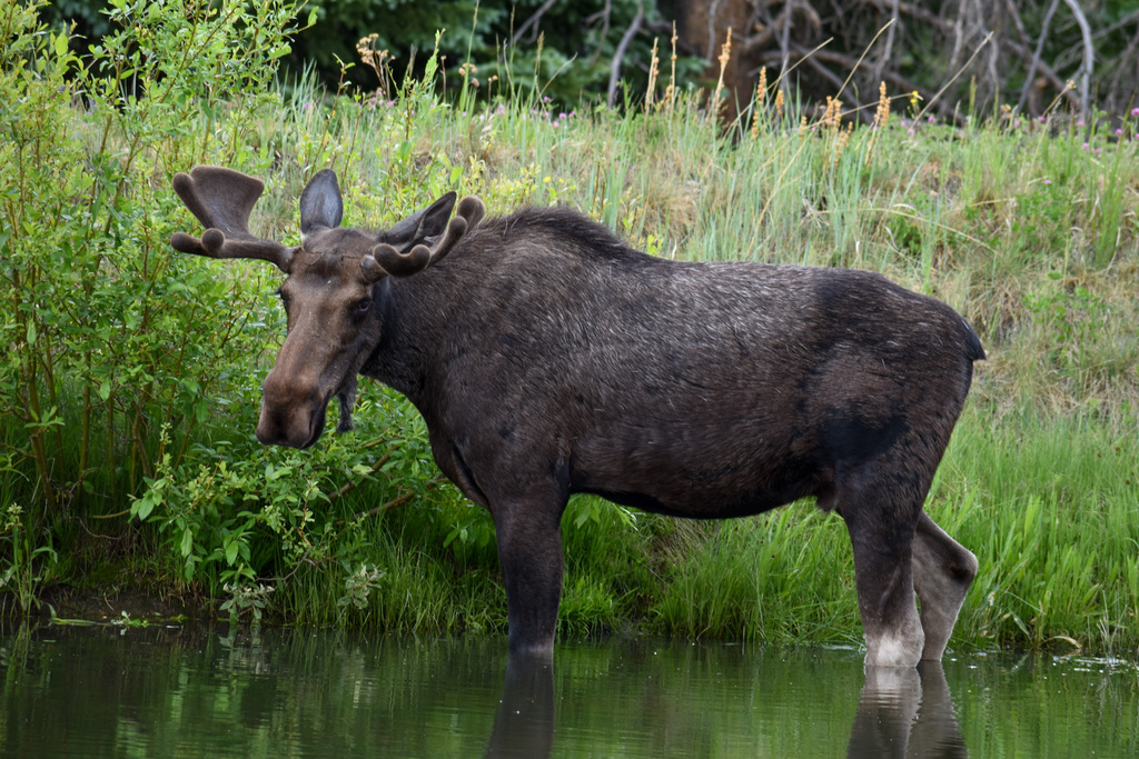 Moose from Breckenridge, CO 80424, USA on June 22, 2018 at 04:06 PM by ...