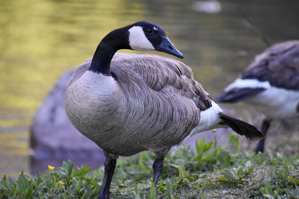 Canada Goose from Pitkin County, CO, USA on June 24, 2018 at 06:34 PM ...