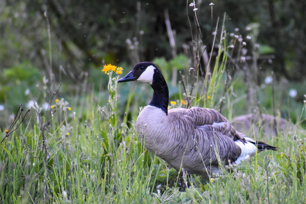 Canada Goose from Pitkin County, CO, USA on June 24, 2018 at 06:34 PM ...