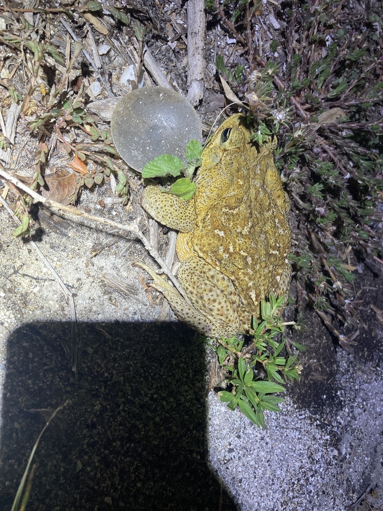 Cane Toad from Sanibel Island, Sanibel, FL, US on June 29, 2023 at 10: ...