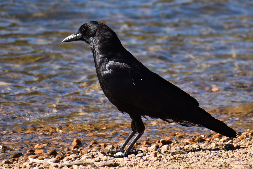 American Crow from Summit County, CO, USA on June 21, 2018 at 05:02 PM ...