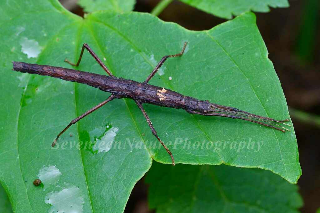 Neohirasea japonica from 中国浙江省杭州市临安区 on June 22, 2023 at 09:50 PM by 石柒 ...