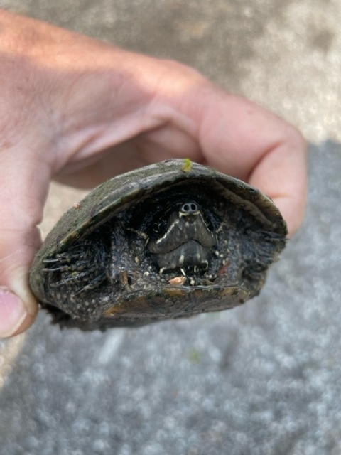 Eastern Musk Turtle in June 2023 by Clayton Shearer. Photo credit to ...