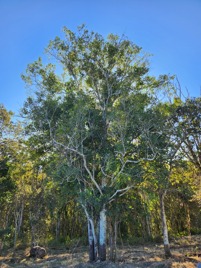 staff-vine family from Upper Brookfield QLD 4069, Australia on June 30 ...