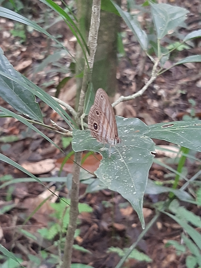 Euptychiina from Tiputini Biodiversity Station on June 17, 2023 at 11: ...