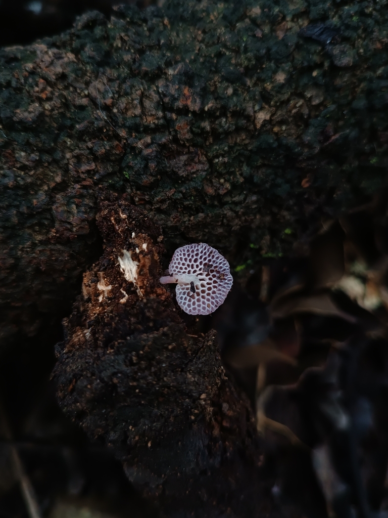 Favolaschia from Padre Hurtado, Región Metropolitana, Chile on June 26 ...