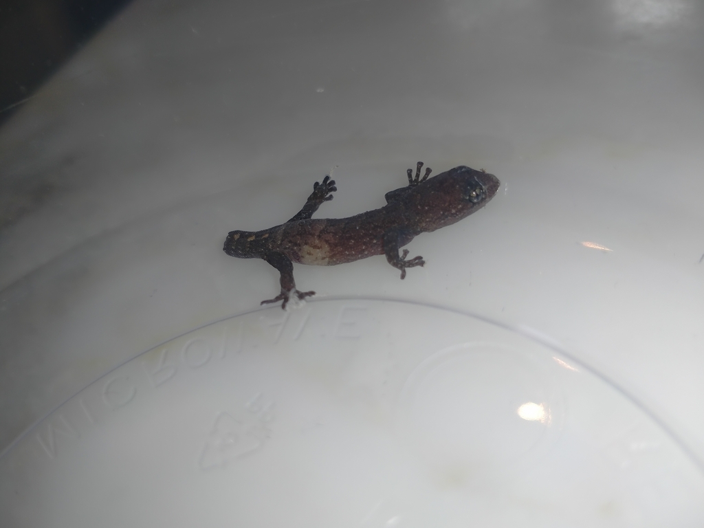 Southern Marbled Gecko in June 2023 by Archer Callaway. alive but weak ...