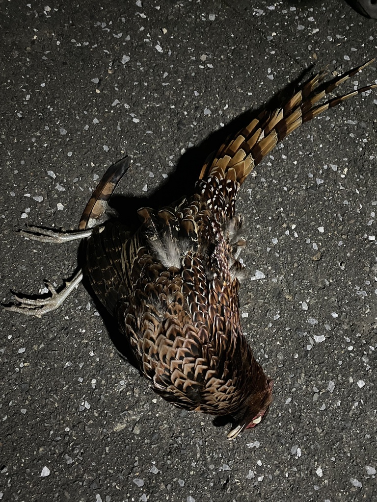 Scintillating Copper pheasant in October 2022 by エモト・ヨシミ · iNaturalist