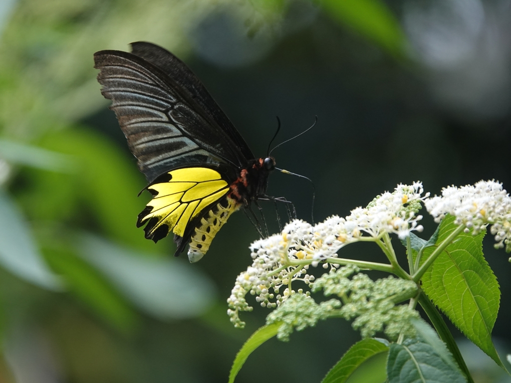 Troides aeacus kaguya in June 2023 by 黃書彥 · iNaturalist