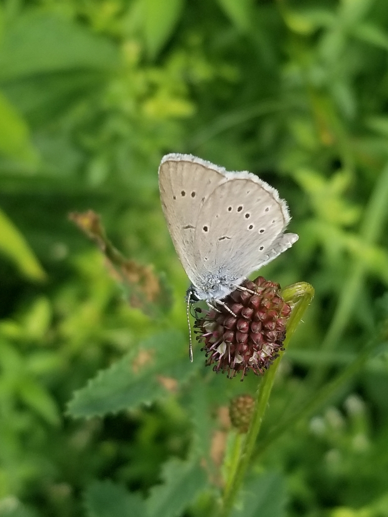 Scarce Large Blue in June 2023 by Сергей К. · iNaturalist