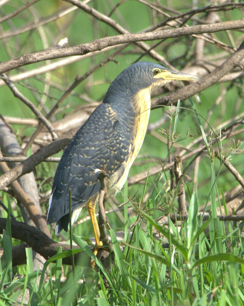 Dwarf Bittern from Bahir Dar, Ethiopia on June 30, 2023 at 08:35 AM by ...