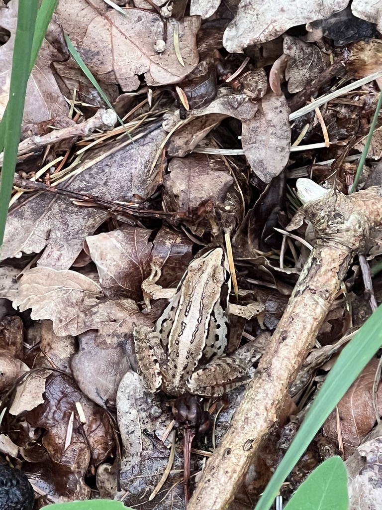 Moor Frog from Groß Kieshof, Wackerow, Mecklenburg-Vorpommern, DE on ...