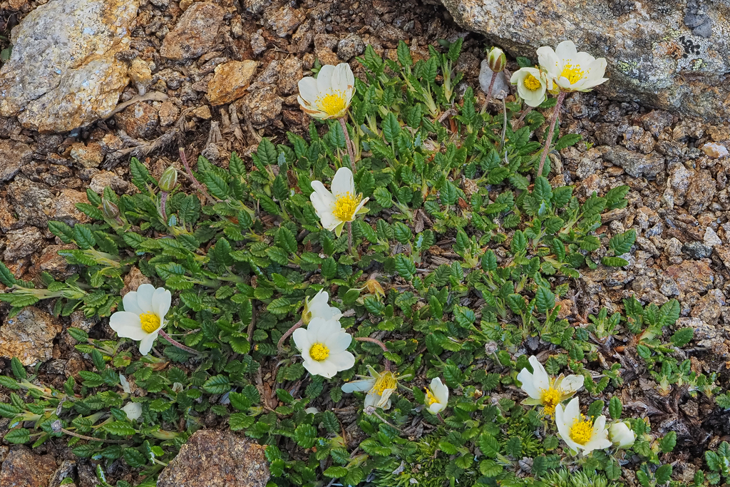 Eight-petal Mountain-Avens from Murtal, Österreich on June 25, 2023 at ...