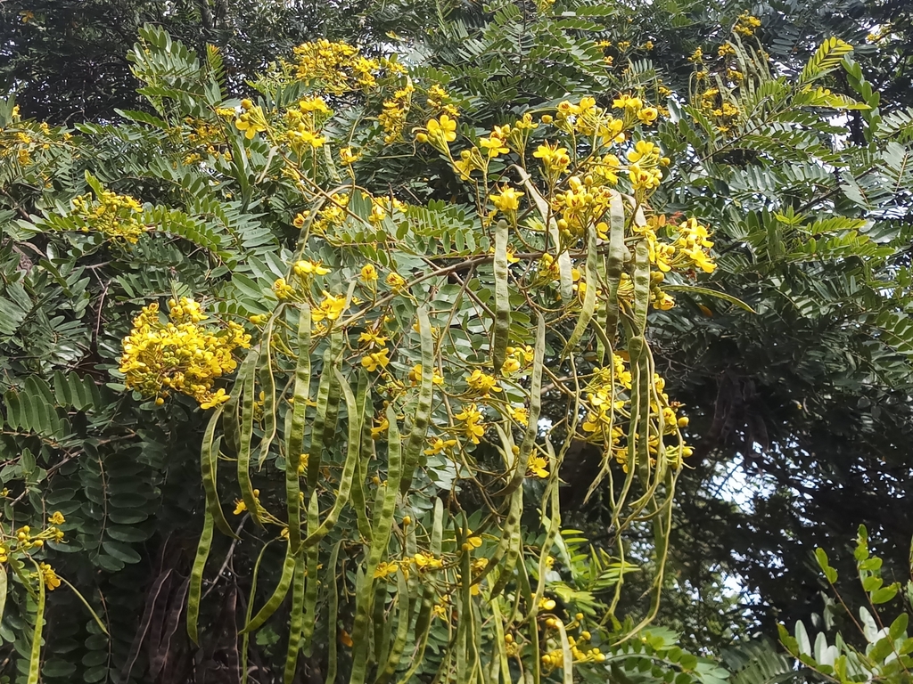 Kassod Tree from Bengaluru, Karnataka 560083, India on June 7, 2023 at ...