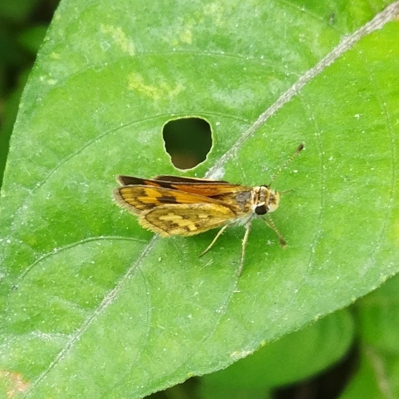Chinese Dart from Sleman, ID-YO, ID on June 30, 2023 at 01:01 PM by ...