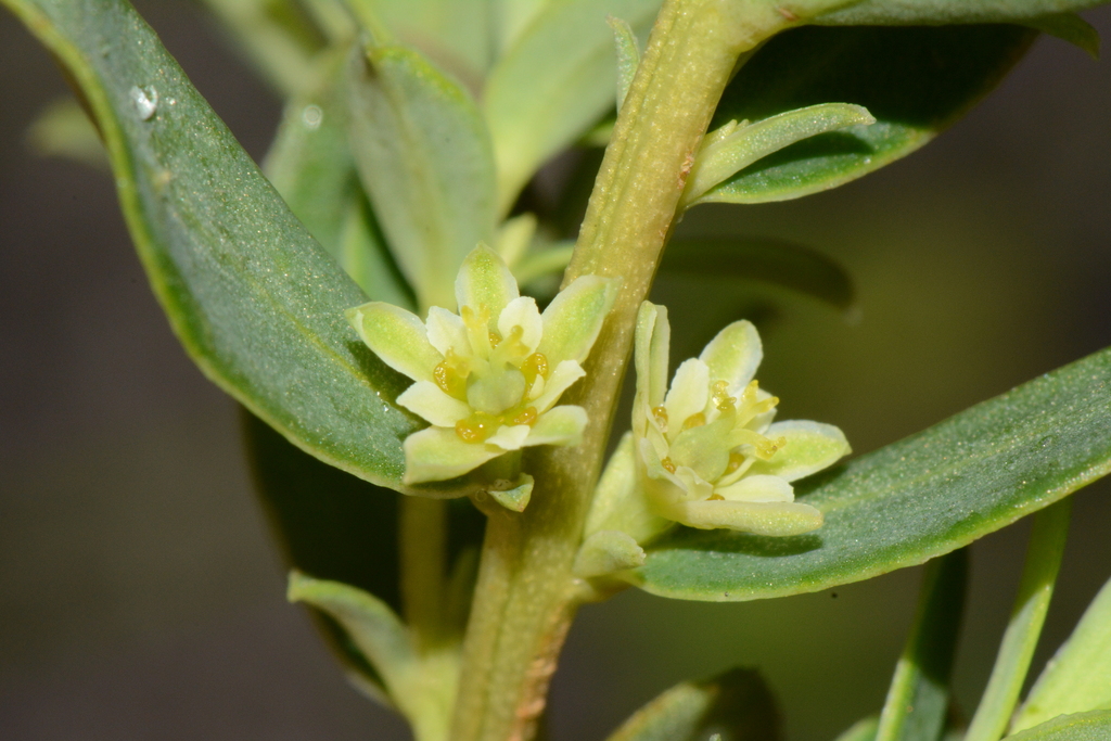 Cluts from Betty's Bay, 7141, South Africa on June 30, 2023 at 11:32 AM ...