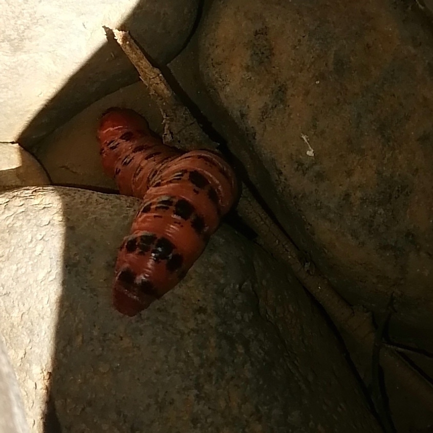 Cactus Moth from Phiring, South Africa on June 30, 2023 at 12:32 PM by ...