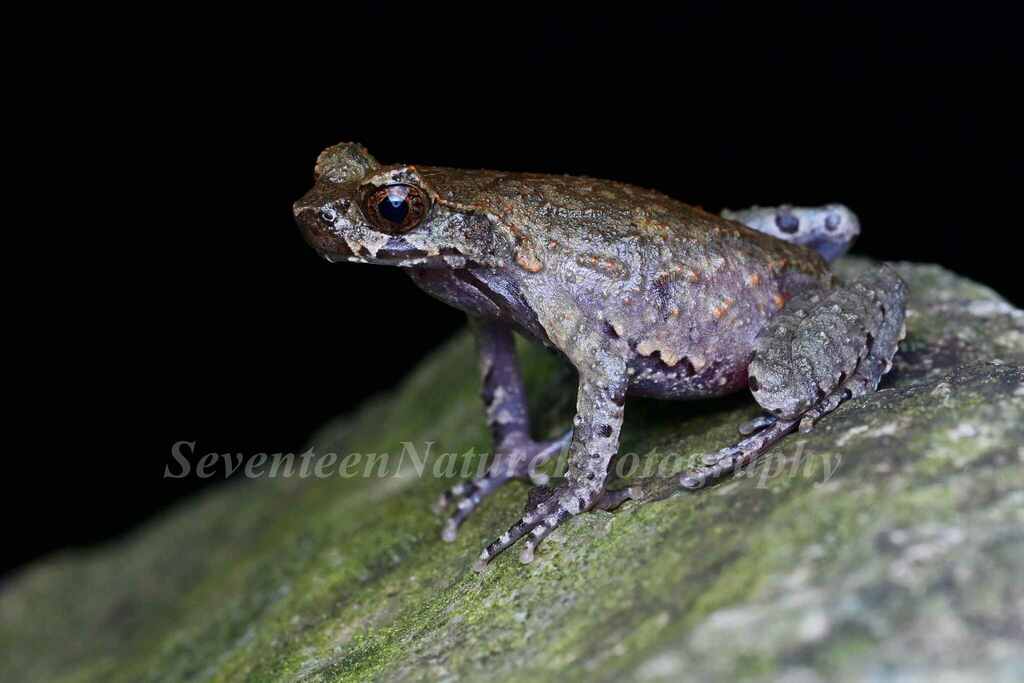 Pale-shouldered Horned Toad in June 2023 by 石柒 · iNaturalist
