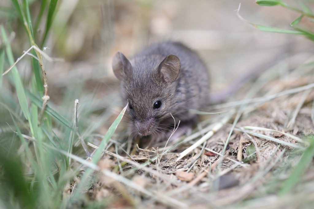 House Mouse from Luçon on June 30, 2023 at 12:25 PM by Daniel Leflament ...