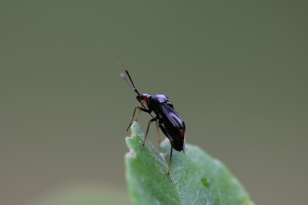 red-spotted plant bug in June 2023 by Jessica A · iNaturalist