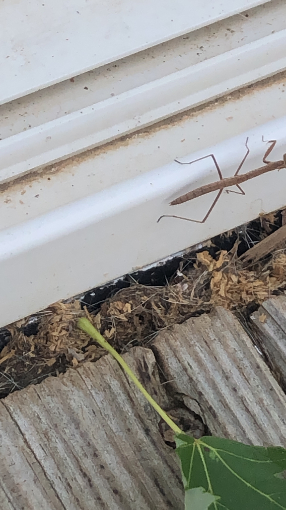 Australian Stick Mantis from Bealeton on June 30, 2023 at 08:04 AM by ...