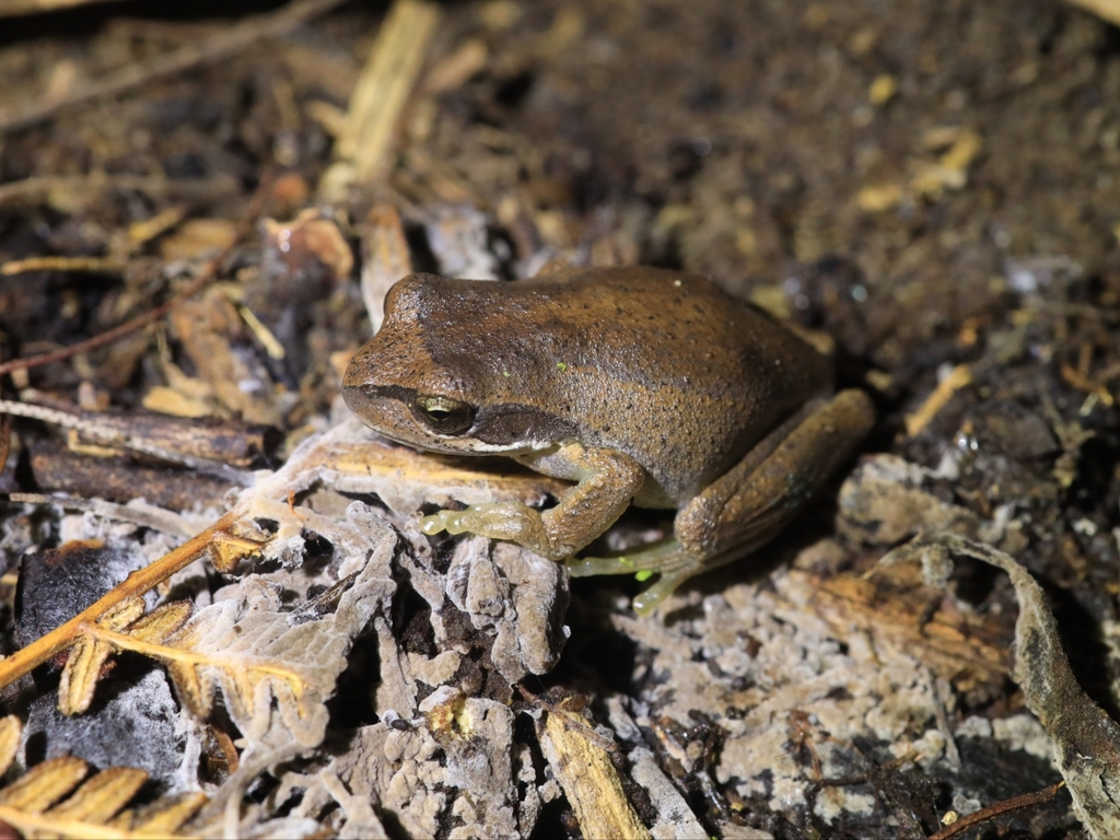Southern Brown Tree Frog from Halls Gap VIC 3381, Australia on June 30 ...