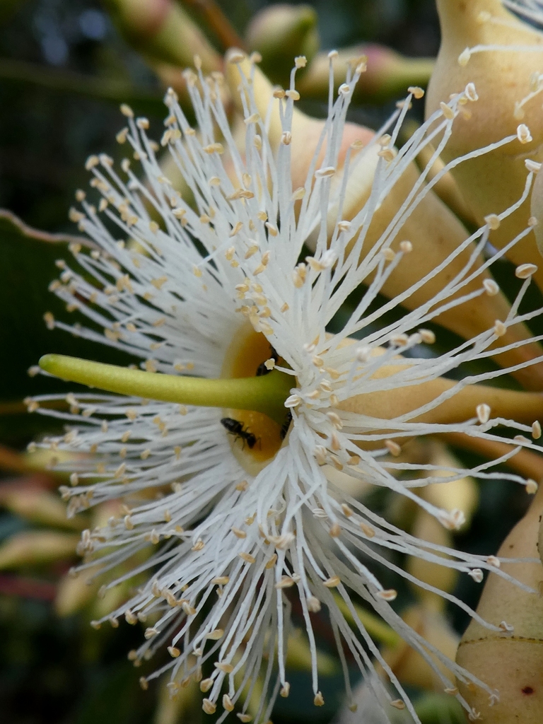Swamp Mahogany from William Bay WA 6333, Australia on August 1, 2018 at ...