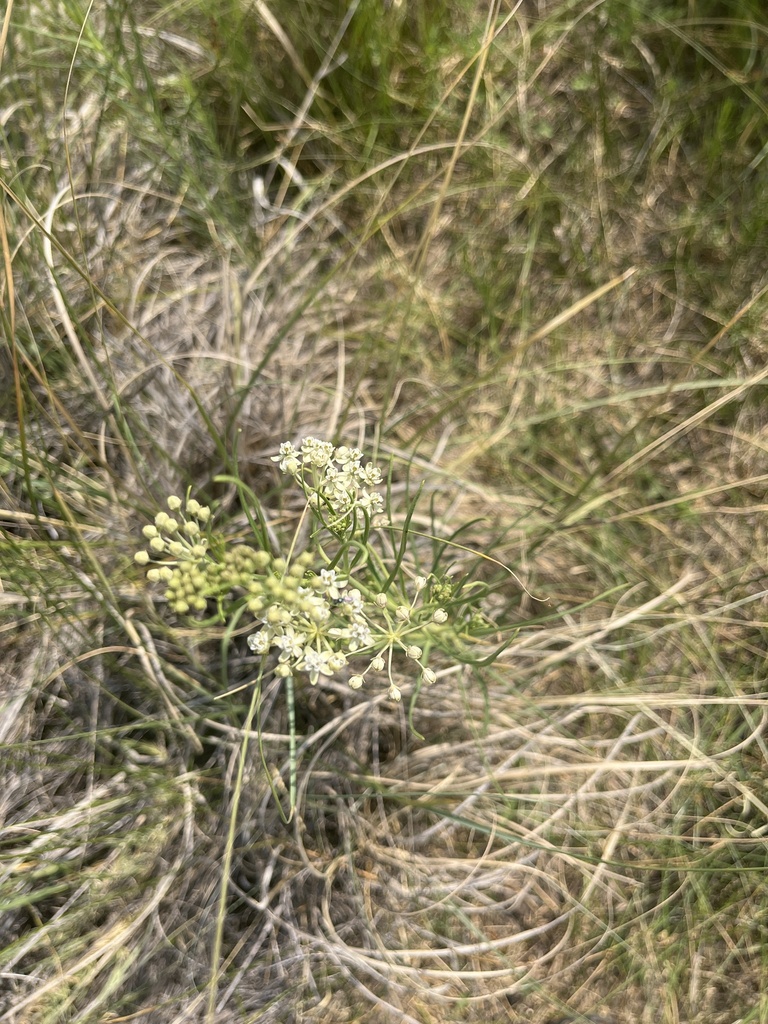 horsetail milkweed from Las Cienegas National Conservation Area, Elgin ...