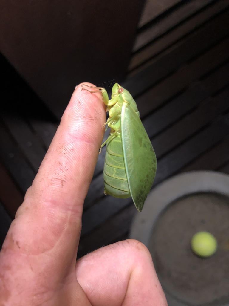 Bladder Cicada from 2479, , NSW, AU on December 10, 2018 at 07:04 PM by ...