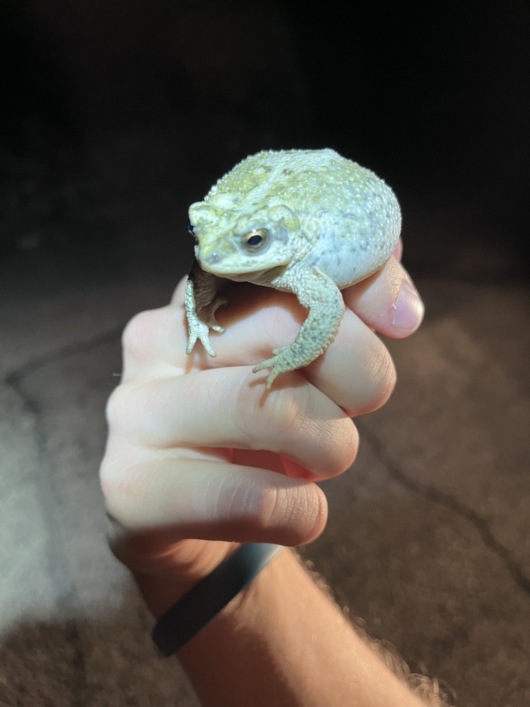 Red-spotted Toad from Sand to Snow National Monument, Whitewater, CA ...
