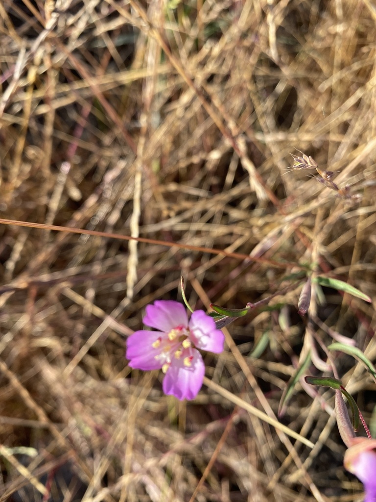 Presidio clarkia in June 2023 by Matthew Chovanec · iNaturalist