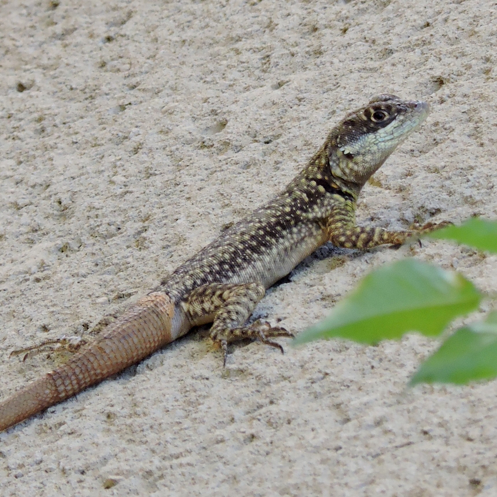 Lava Lizards from Rua Pedro Guidotti, 68–138, Campinas, SP, BR on ...