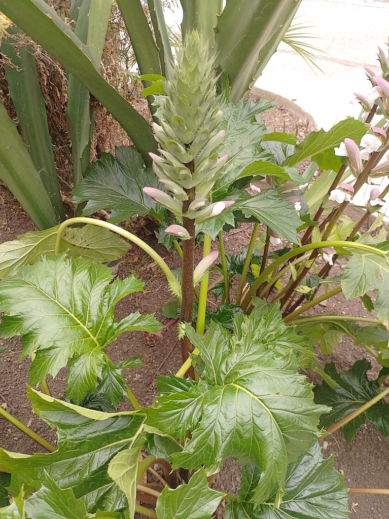 Acanto del Mediterráneo desde El Recreo de Los Frailes, Suba, Bogotá ...