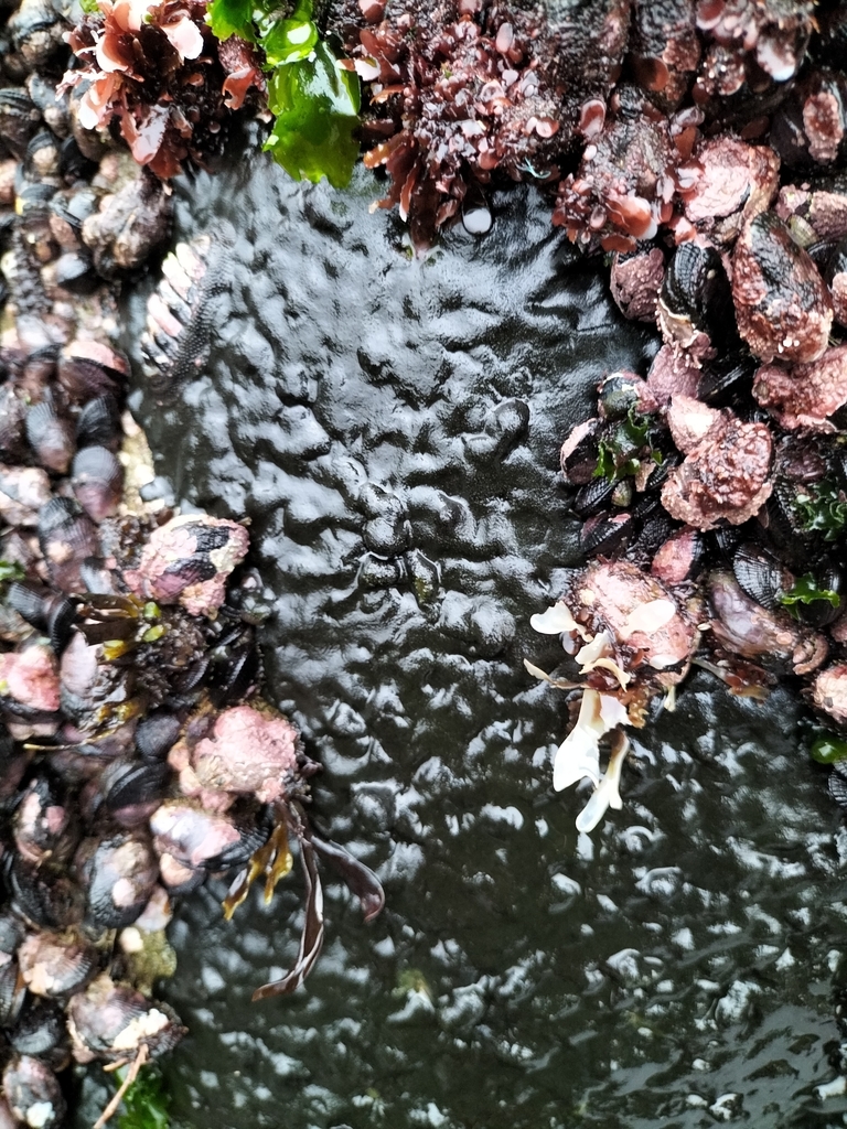 Codium bernabei from Tome, Tomé, Bío Bío, Chile on June 19, 2023 at 04: ...