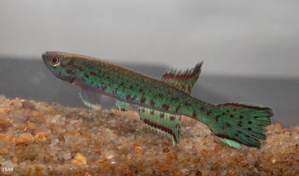 Scriptaphyosemion liberiense in May 2023 by russellbriantate · iNaturalist