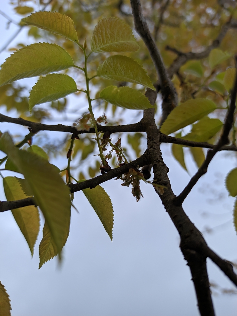 Mexican Elm from Concepción Pápalo, Oax., México on January 27, 2023 at ...