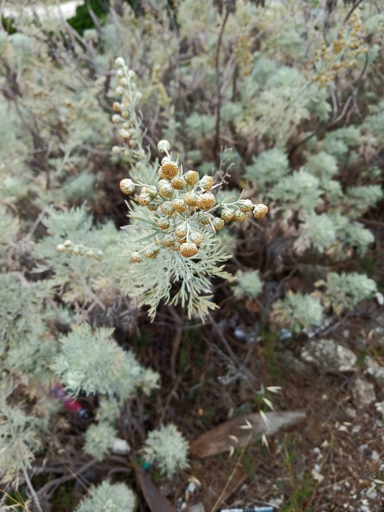 Hedge Artemisia from 71010 Baia di Peschici FG, Italia on June 5, 2023 ...