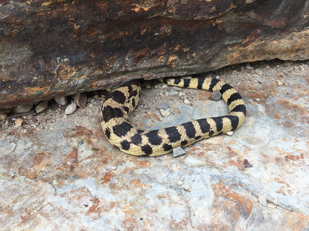 Bullsnake from Lower Rattlesnake, Missoula, MT, US on June 27, 2023 at ...