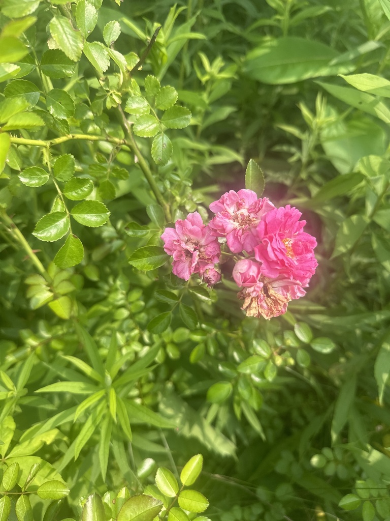 roses from Elverson, PA, US on June 30, 2023 at 03:26 PM by Jared ...