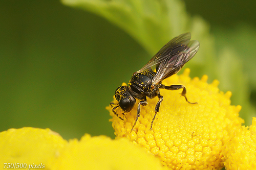 Crossocerus inondensis · iNaturalist