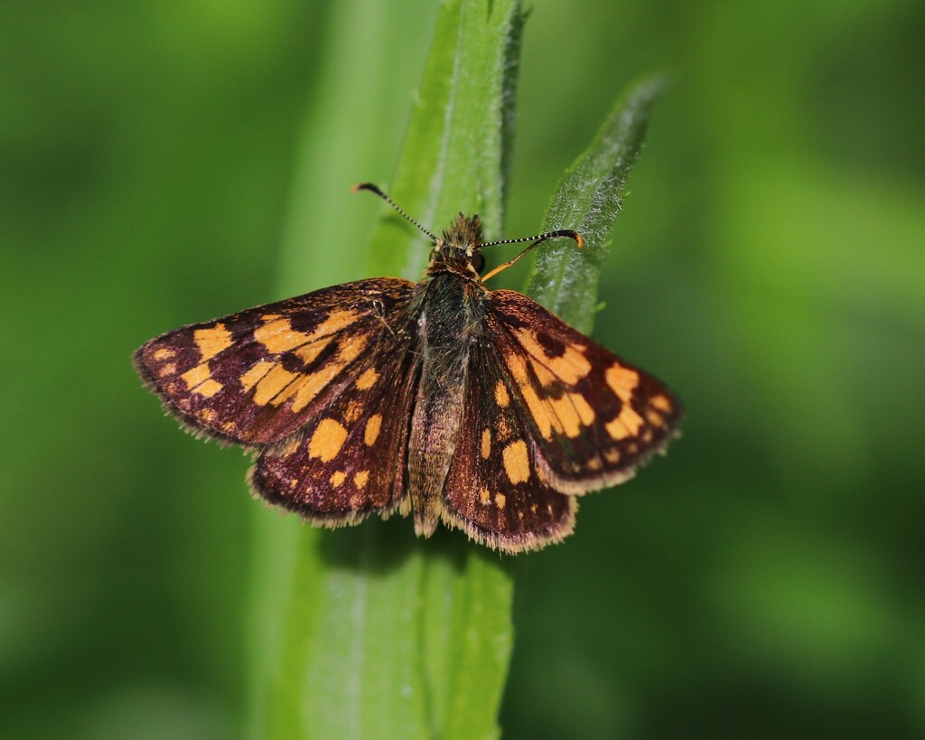 Arctic Skipper from Lac-Brome, QC J0E, Canada on June 19, 2023 at 04:42 ...