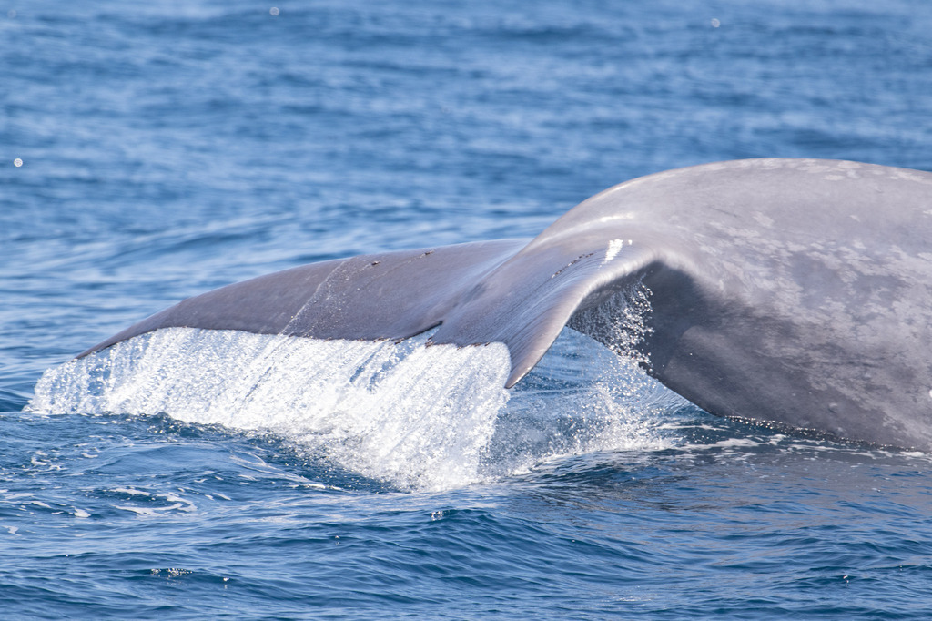 Blue Whale in June 2023 by Nancy Christensen · iNaturalist