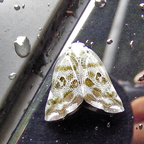 Ricania quadrimaculata · iNaturalist