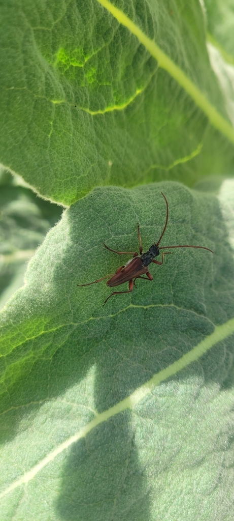 Stenocorus cinnamopterus from Garden, UT, USA on June 30, 2023 at 04:17 ...