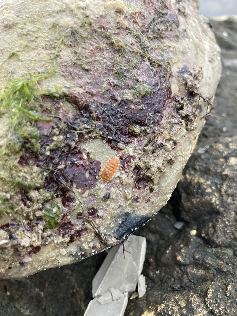 Grey Mail-shell from Краснодарский край, RU on November 3, 2021 at 04: ...