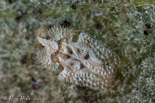 Corythucha eriodictyonae · iNaturalist