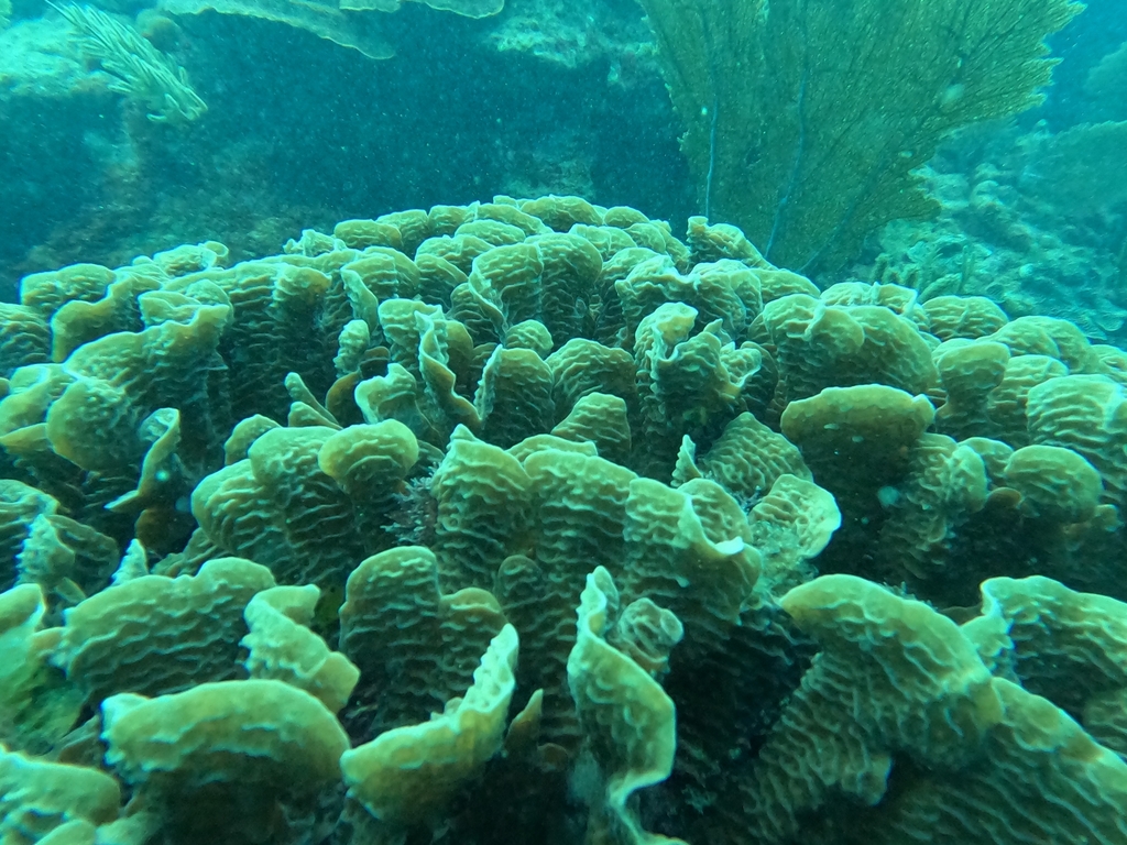 Thin Leaf Lettuce Coral in June 2023 by Christian Amador Da Silva · iNaturalist
