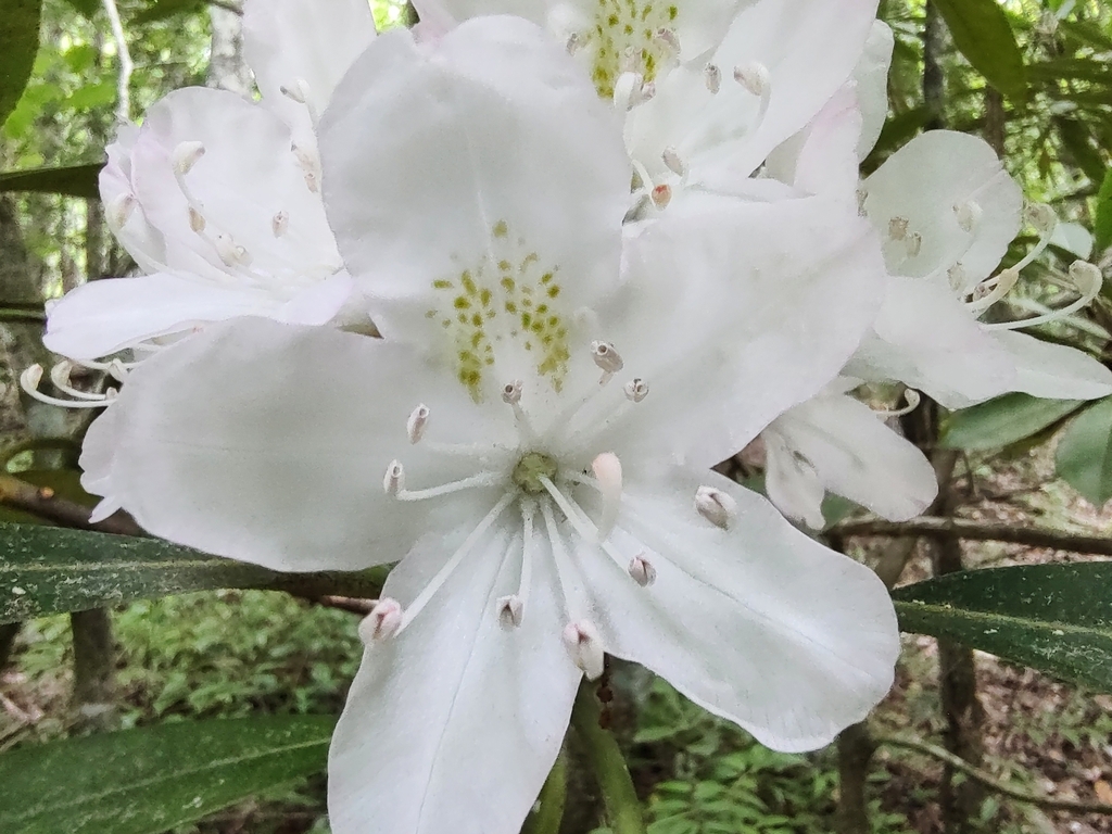 great rhododendron from Connelly Springs, NC 28612, USA on June 30 ...